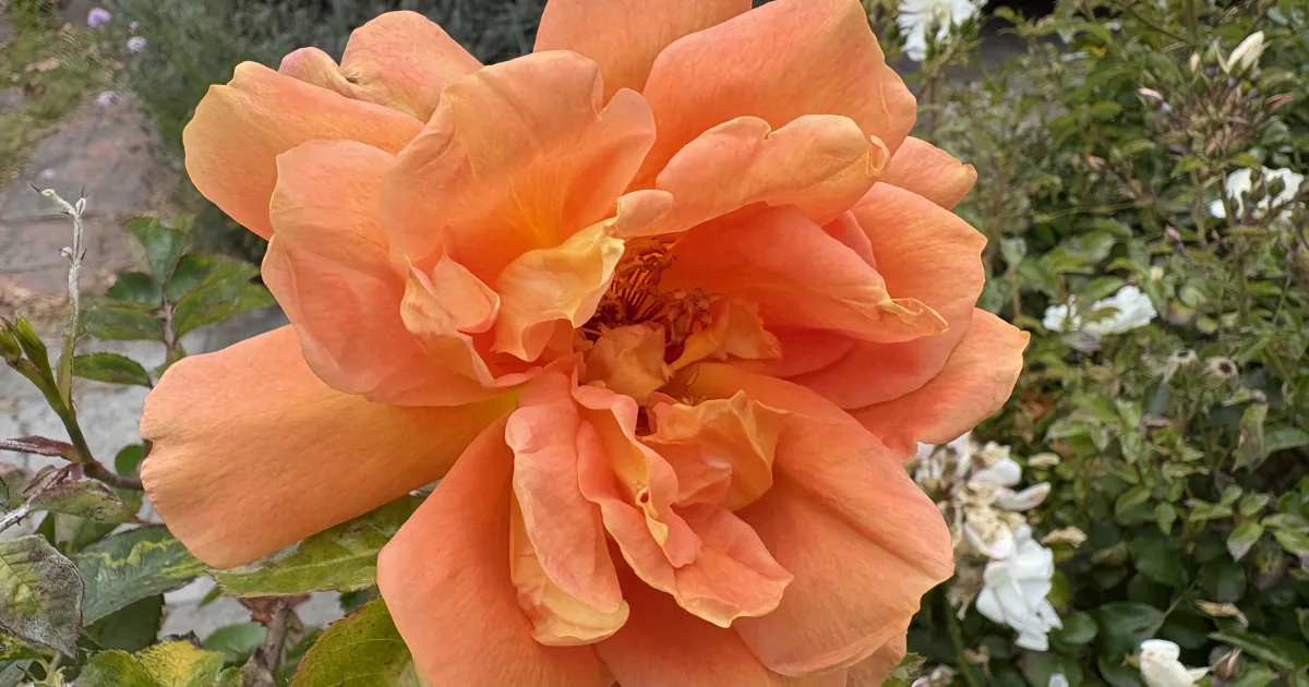 New Gardening Resource Collections from the UC Master Gardeners of Alameda County | UC ...